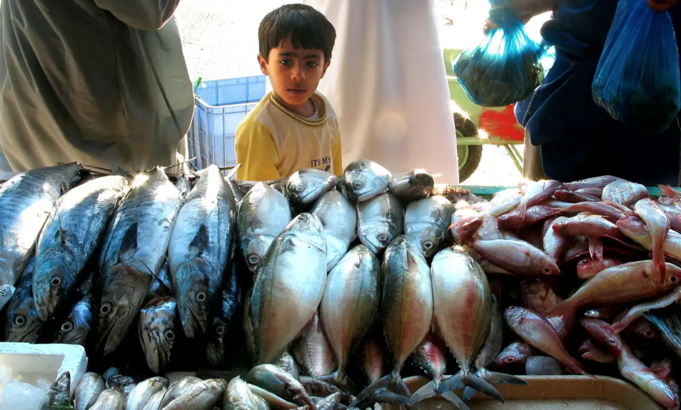 UAE fish farm angles for $200m to produce Atlantic salmon – Ocean Harvest